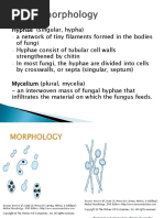 Mold Morphology and Structure Overview | PDF | Mold | Fungus