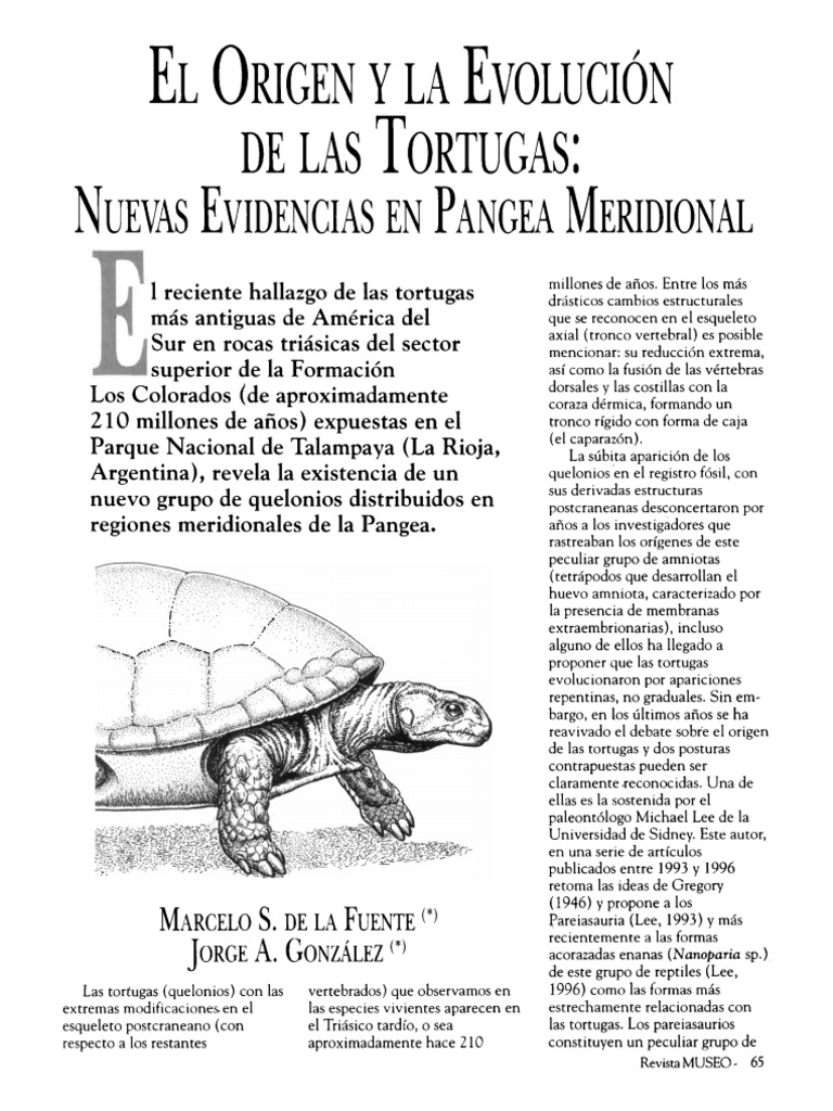 El Origen y La Evolución de Las Tortugas | PDF | Tortuga | Reptil