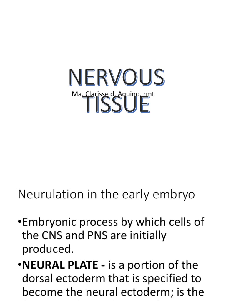 Nervous Tissue - Updated | PDF | Chemical Synapse | Neurotransmitter