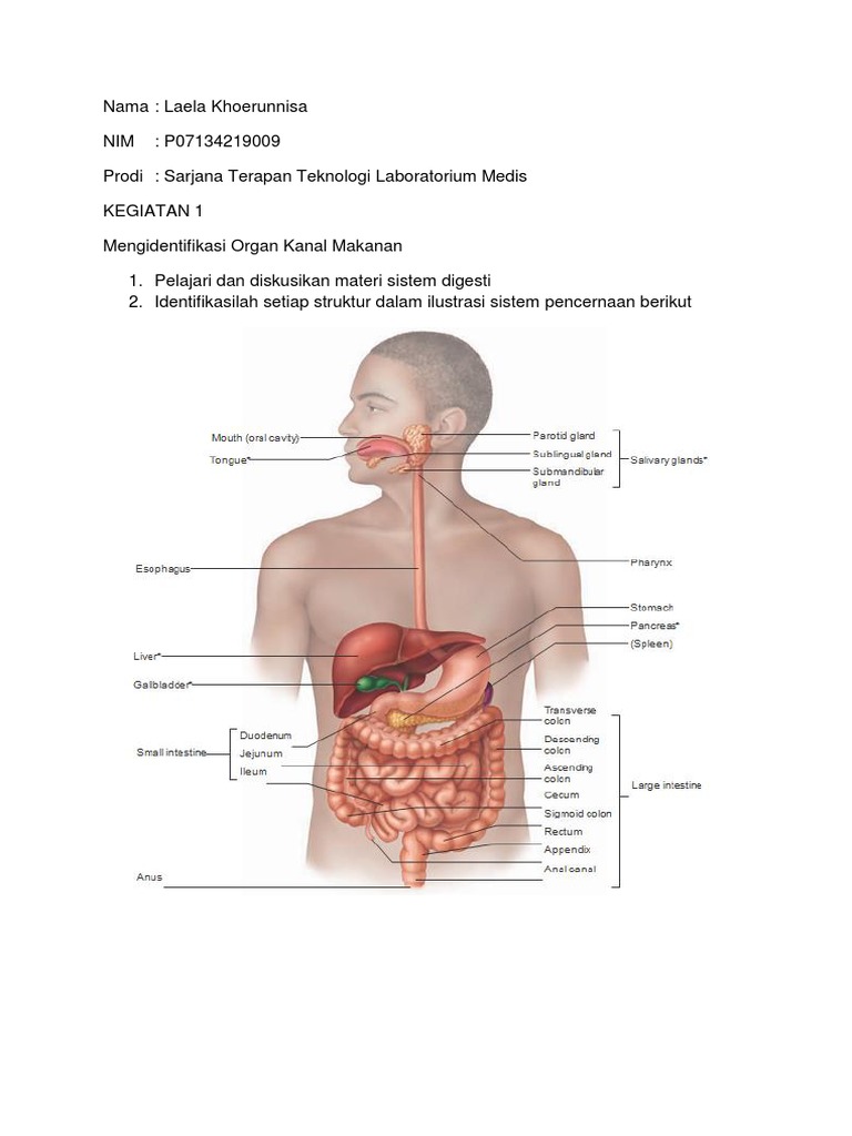 Kegiatan 1 Digesti | PDF