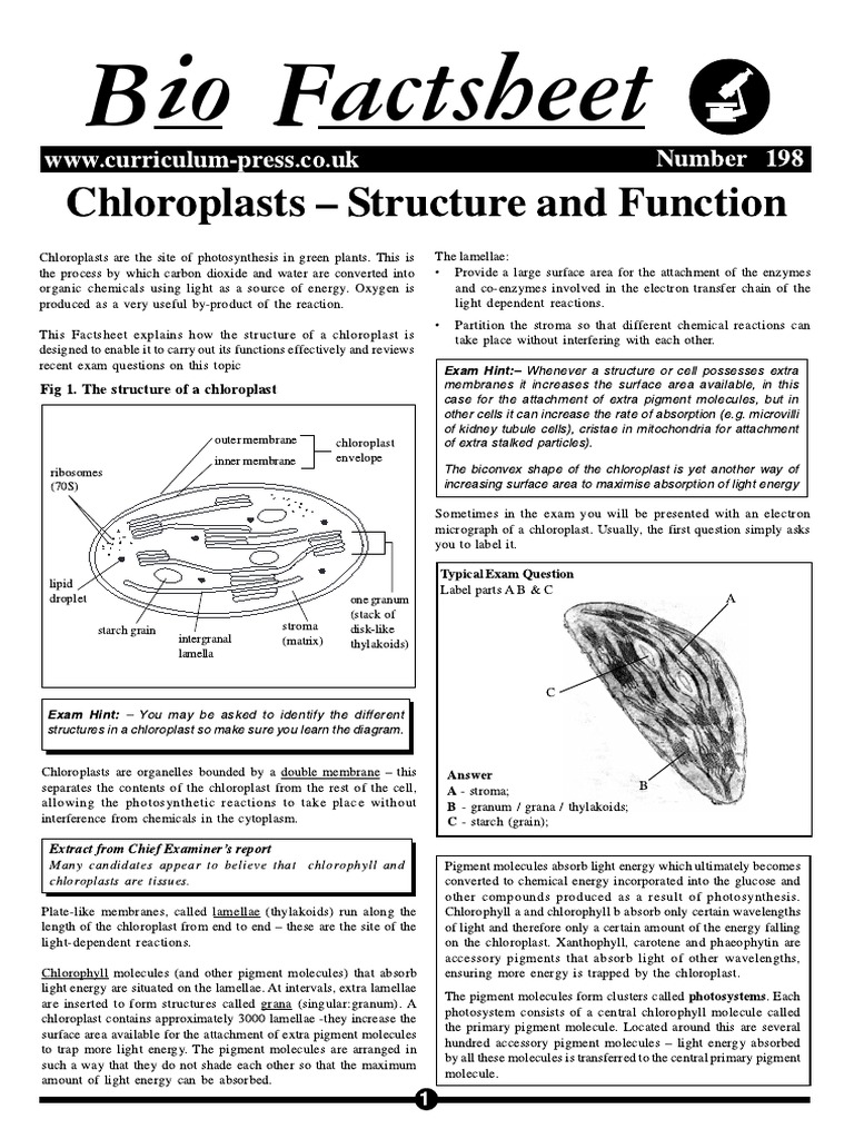 Chlorophyll Structure And Function