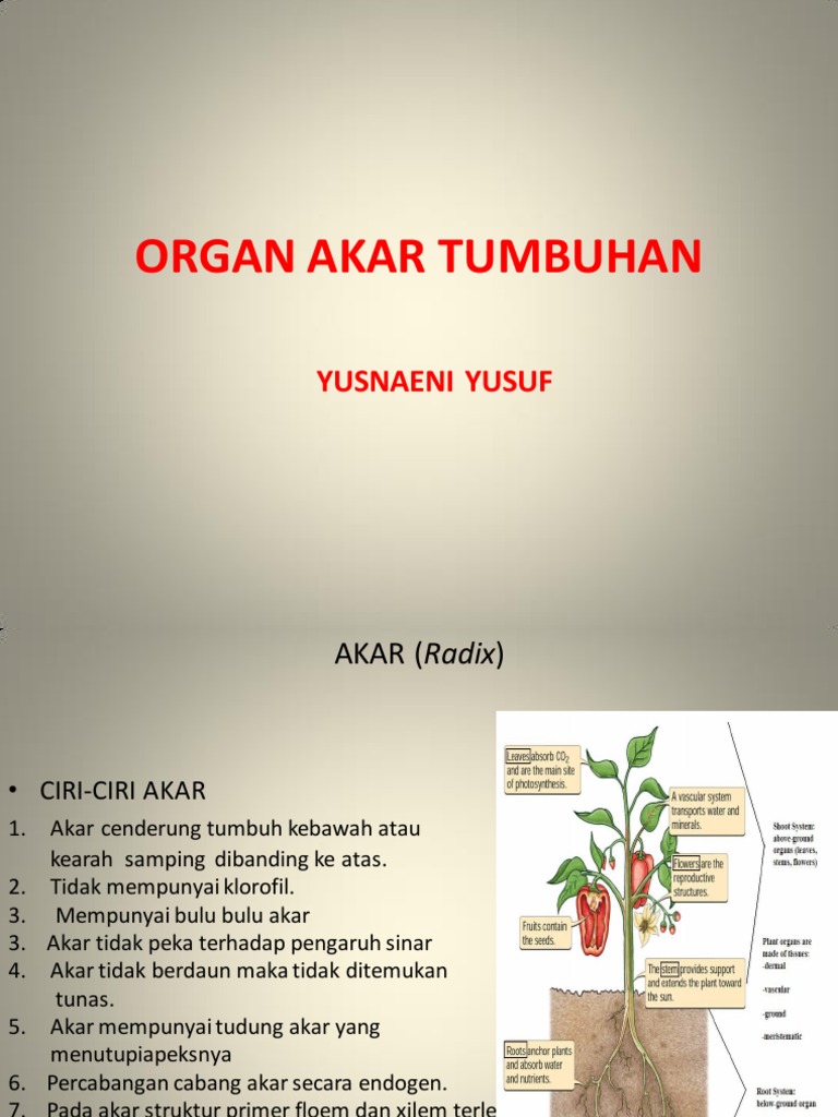 Akar | PDF | Root | Plant Morphology
