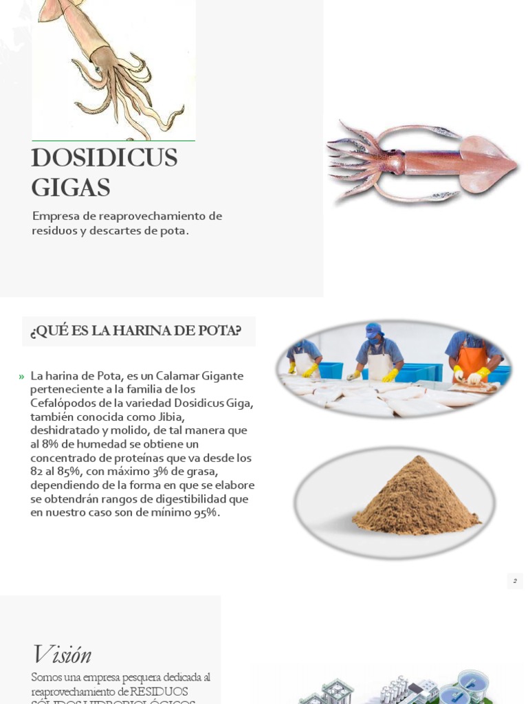 Dosidicus Gigas | PDF | Proteínas | Tornillo