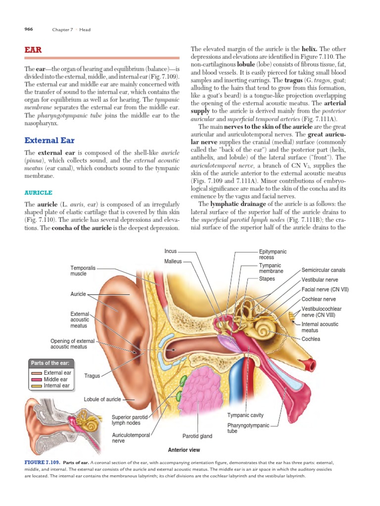 Ear anatomy guide | PDF | Ear | Auditory System