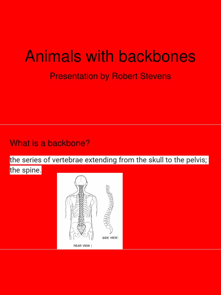 Animals With Backbones 2 | PDF