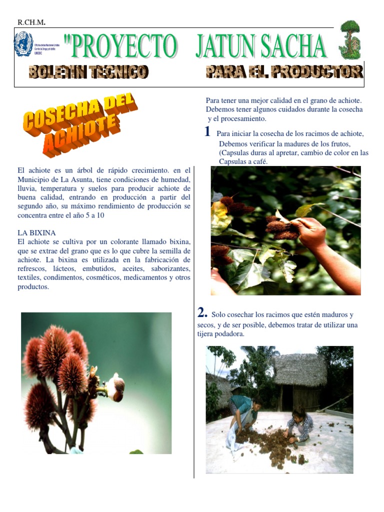 Cosecha y cultivo del achiote | PDF | café | Agricultura