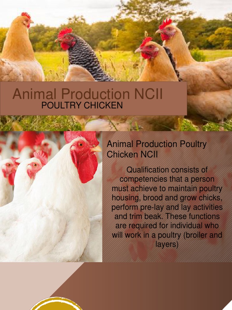 Animal Production NCII | PDF | Chicken | Egg