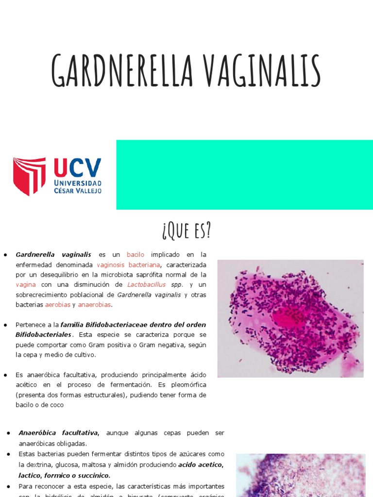 Gardnerella Vaginalis | PDF | Glóbulo rojo | Las bacterias