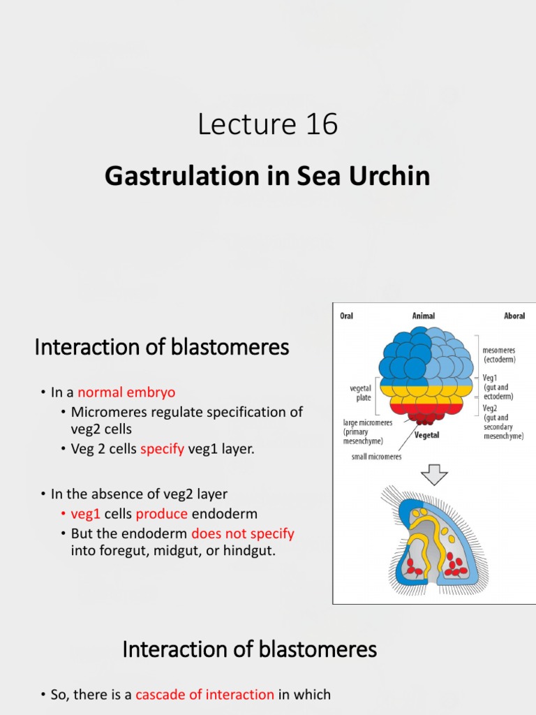 Lecture 16 Fate Mapping and Gastrulation in Sea Urchin | PDF ...