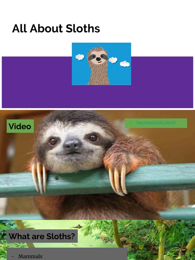 Sloth Powerpoint | PDF