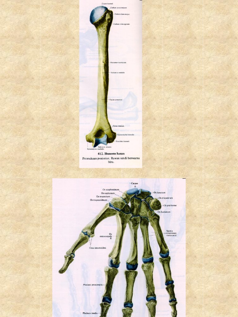 Vascularisasi Extremitas Superior | PDF | Arm | Primate Anatomy