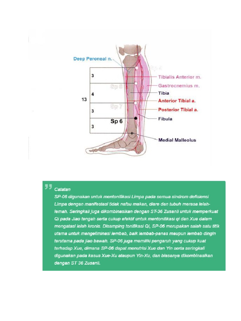 Gambar Titik Akupuntur | PDF