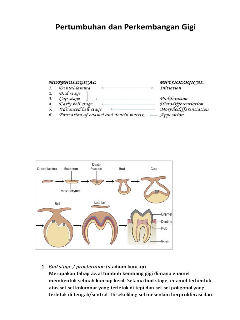 Pertumbuhan Dan Perkembangan Gigi | PDF