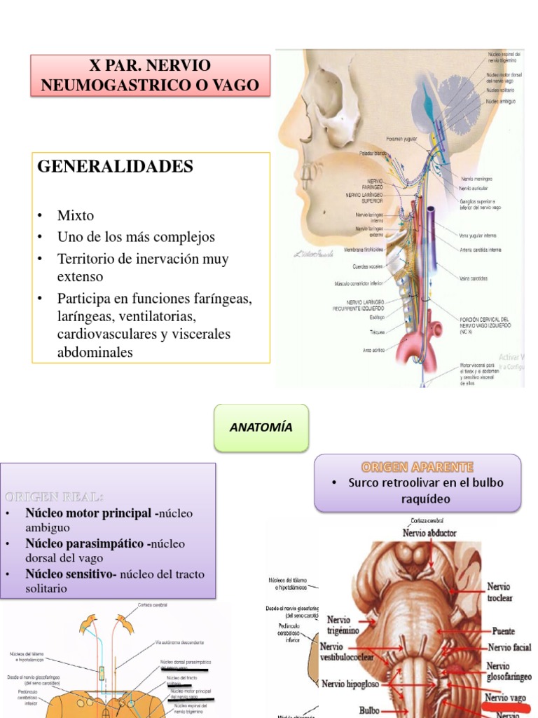 Anatomía Del Nervio Vago Ppt Nervio VAGO NERVIO VAGO (X Nervio