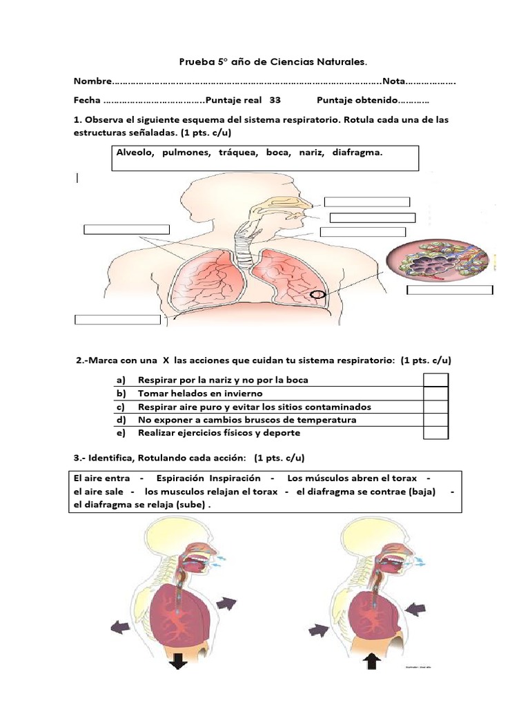 Evaluación del Sistema Respiratorio 5° Básico | PDF | Sistema ...