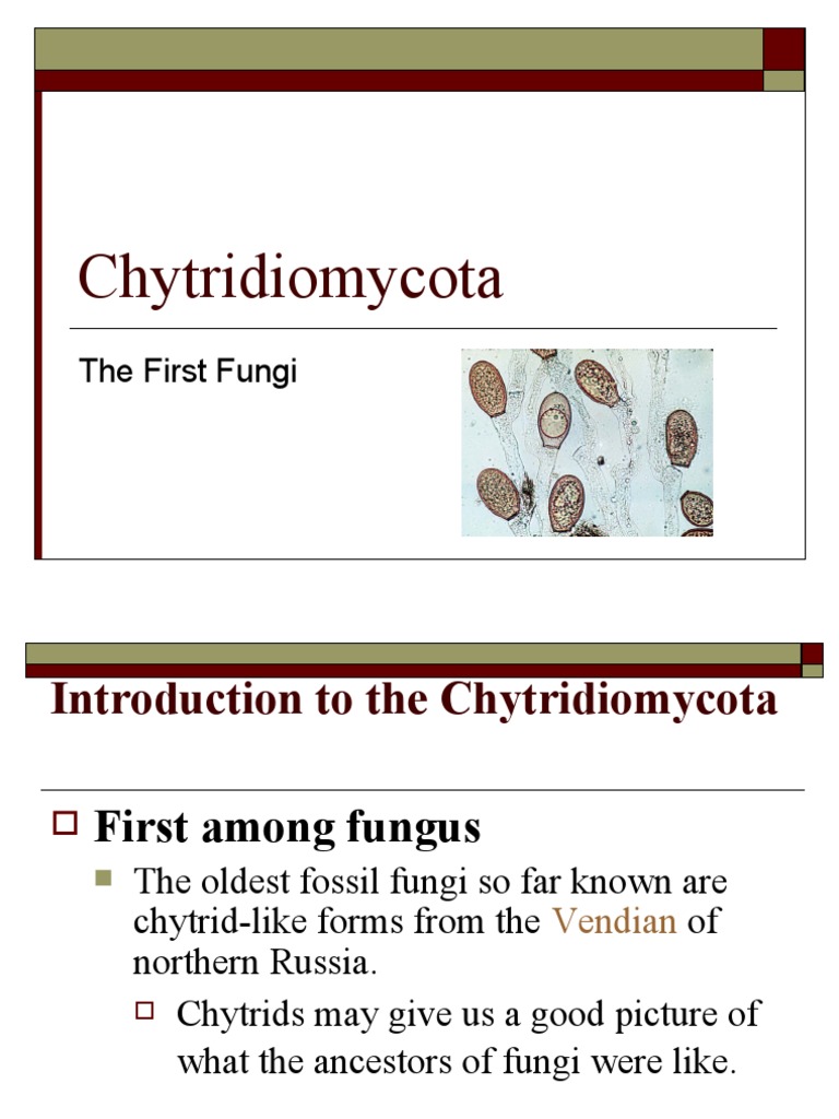 Phylum Chytridiomycota Examples