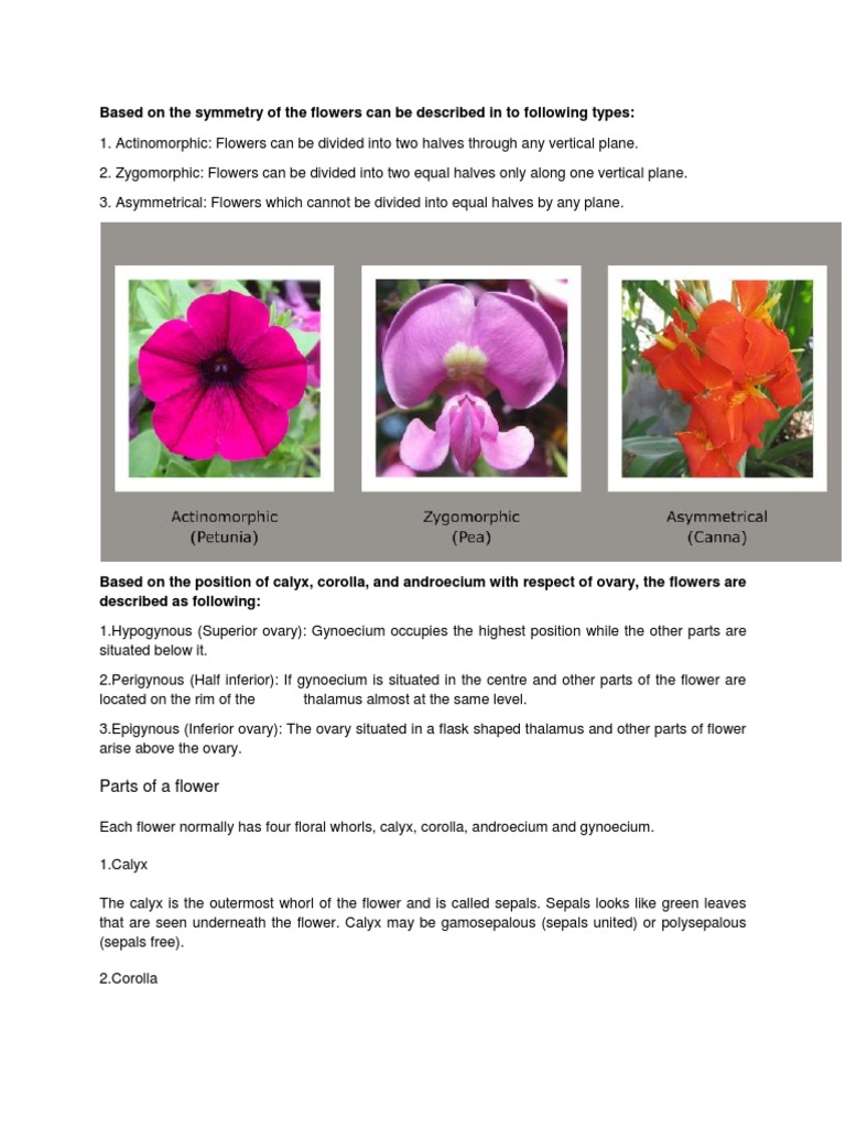 Perfect Botany Project | PDF | Petal | Reproduction