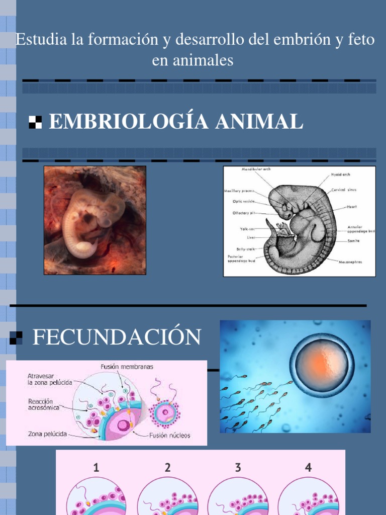 Etapas del Desarrollo Embrionario Animal | PDF | Zoología ...