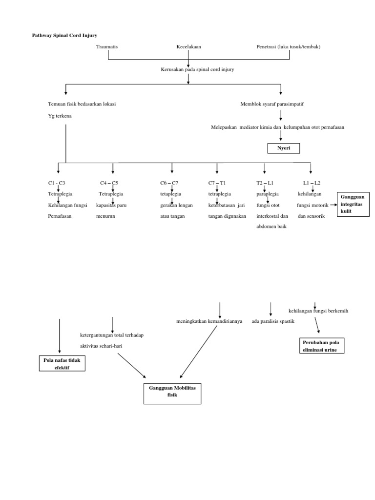 Pathway Spinal Cord Injury | PDF