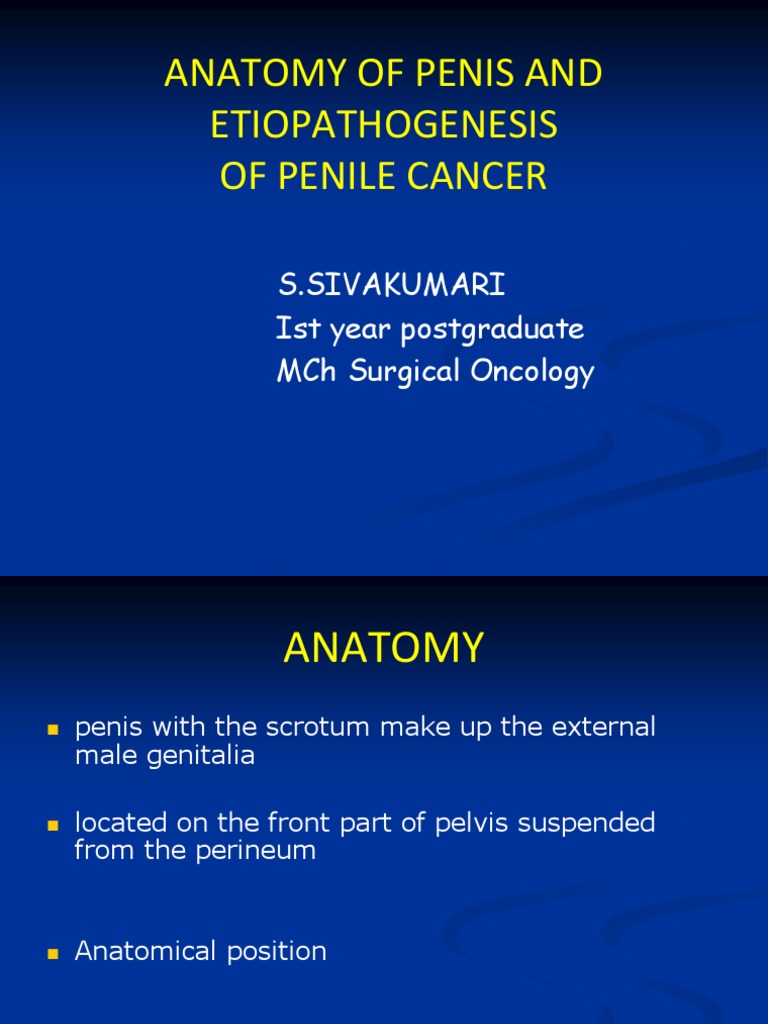 Anatomy of Penis | PDF | Penis | Clitoris