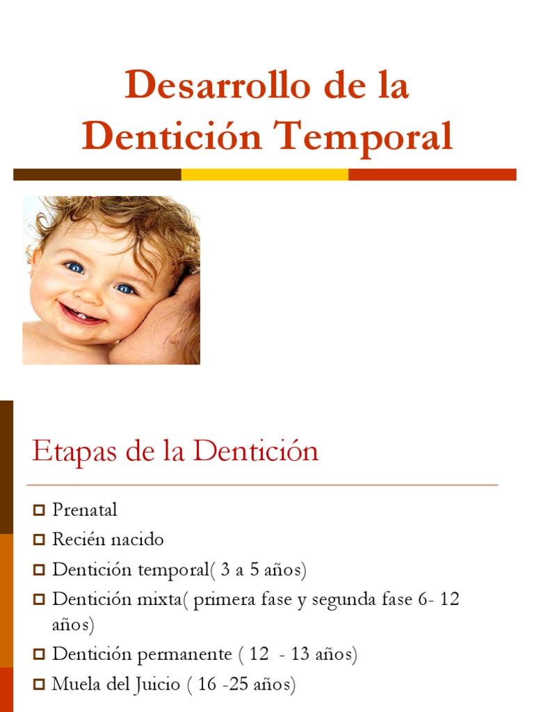 Desarrollo de La Dentición Temporal PDF | PDF | Diente | Anatomia dental
