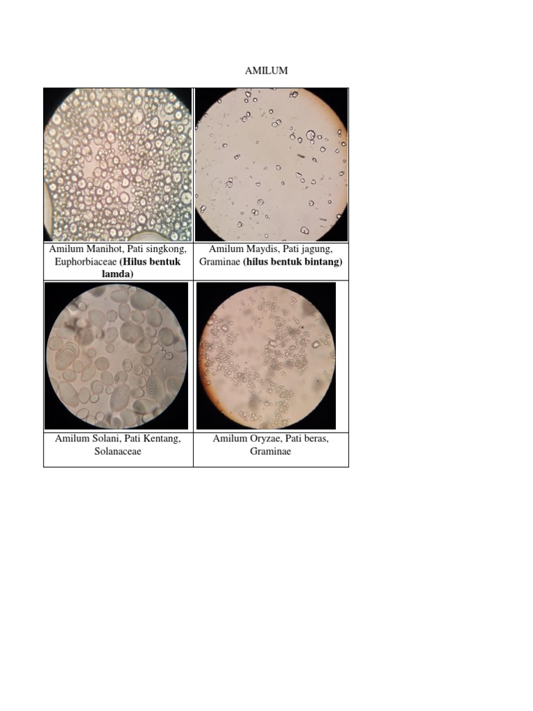 Lampiran Simplisia, Serbuk, & Mikroskopis | PDF