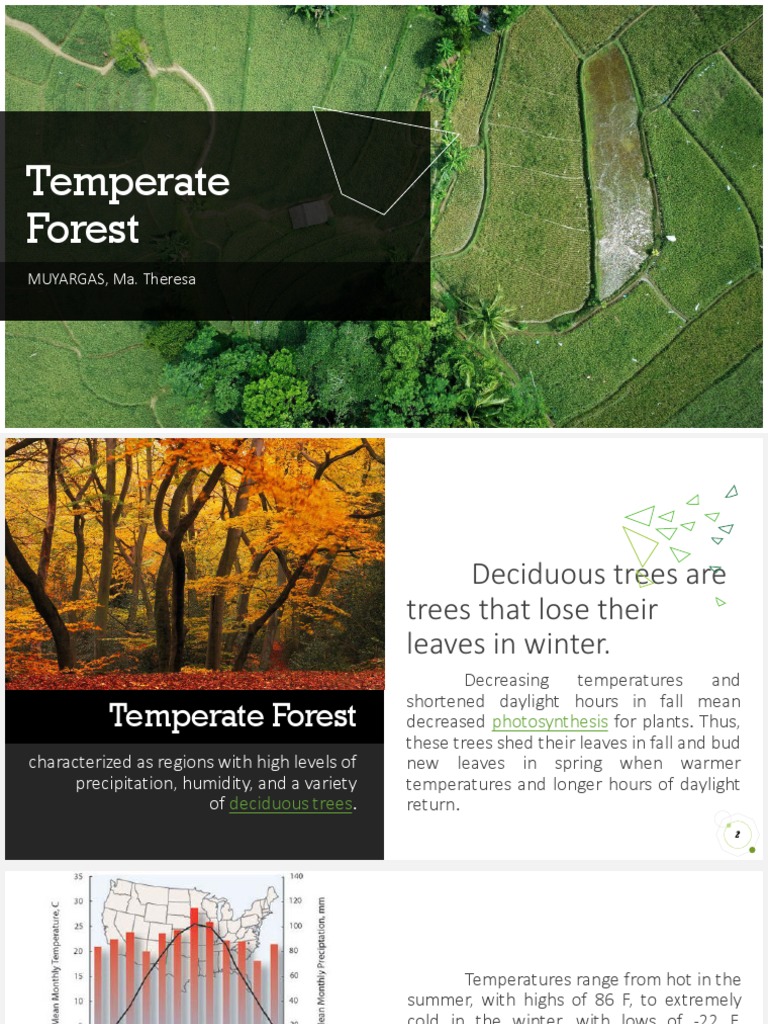 Characteristics of Temperate Forests | PDF | Temperate Climate ...
