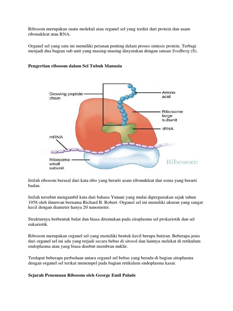 Translasi Ribosom (Bioselmol) | PDF