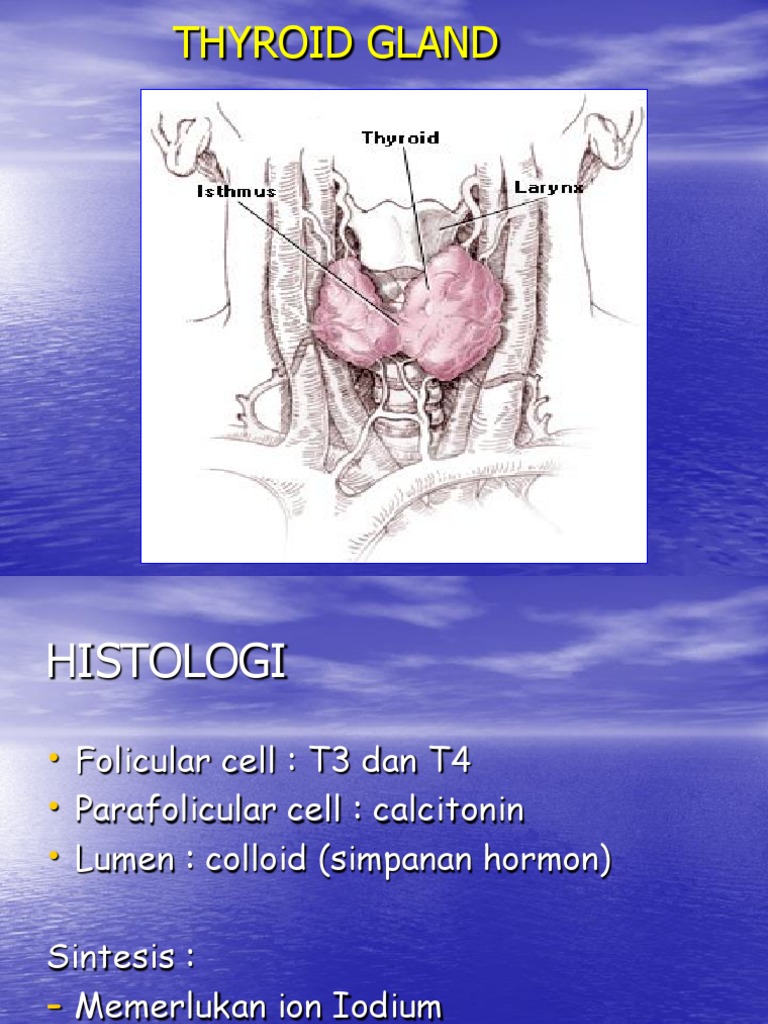 Tiroid | PDF | Thyroid | Endocrinology