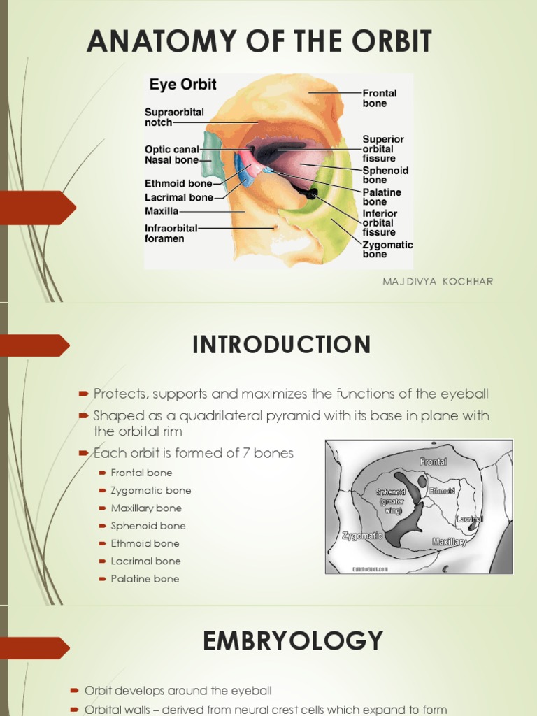 Anatomy of the Eye Orbit: 7 Bones | PDF | Skeletal System | Primate Anatomy