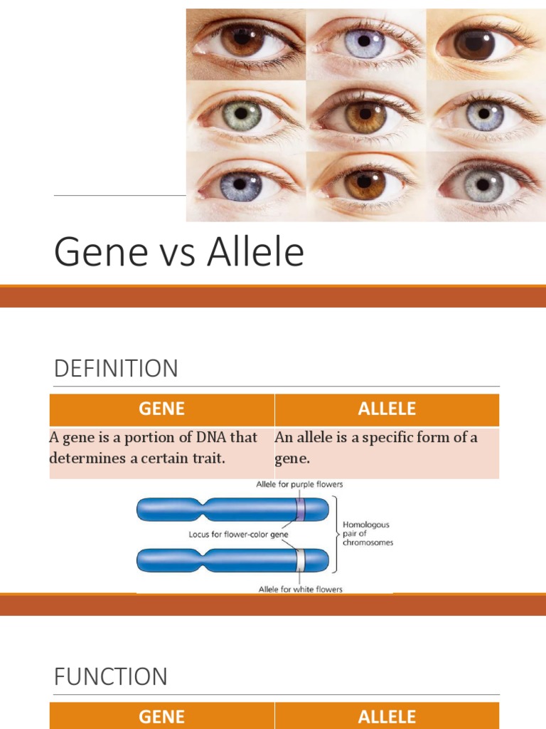 Gene Vs Allele | PDF