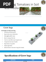 Onion Production Guide for Farmers | PDF | Onion | Fertilizer