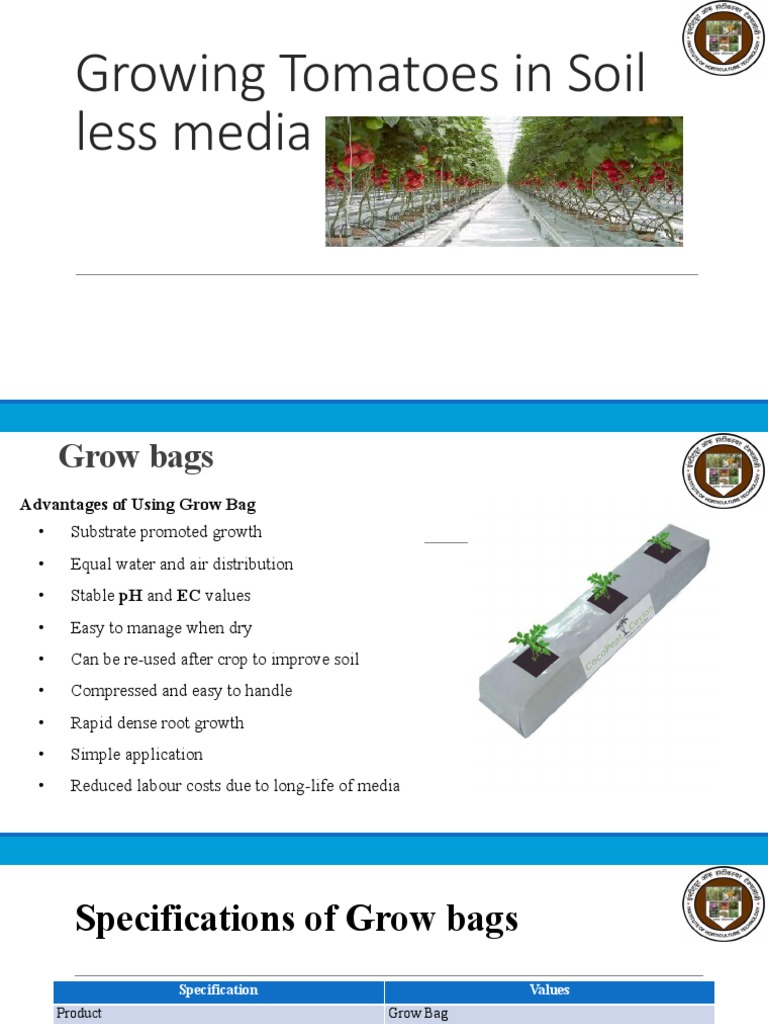 Growing Tomatoes in Soil Less Media 1 | PDF | Pollination | Tomato