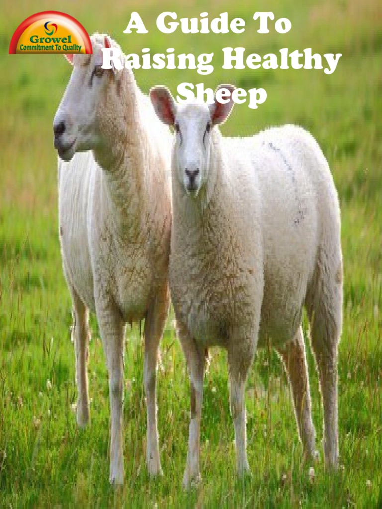 A Guide To Raising Healthy Sheep | PDF | Sheep | Hay