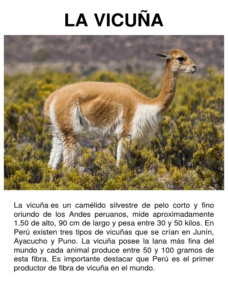 Animales Nativos Del Perú | PDF | Perú | Organismos