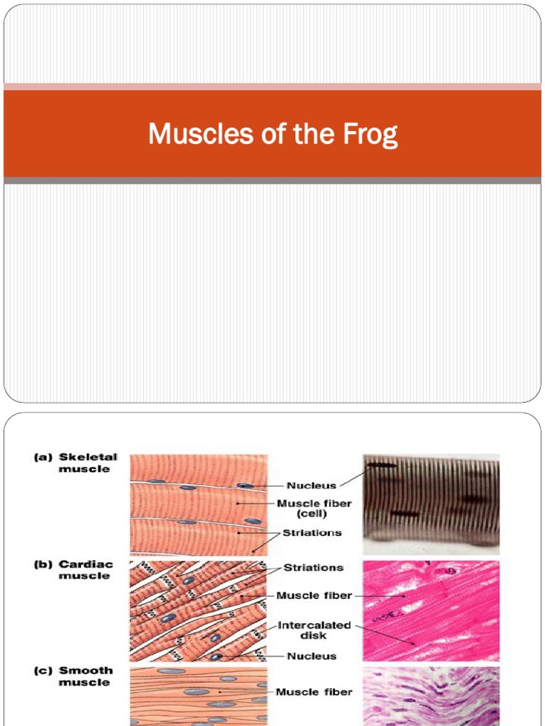 Frog Muscular System Overview | PDF | Human Leg | Anatomical Terms Of ...