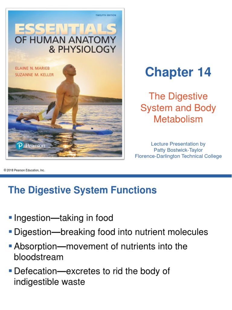 CH 14 Digestive-System | PDF | Stomach | Gastrointestinal Tract