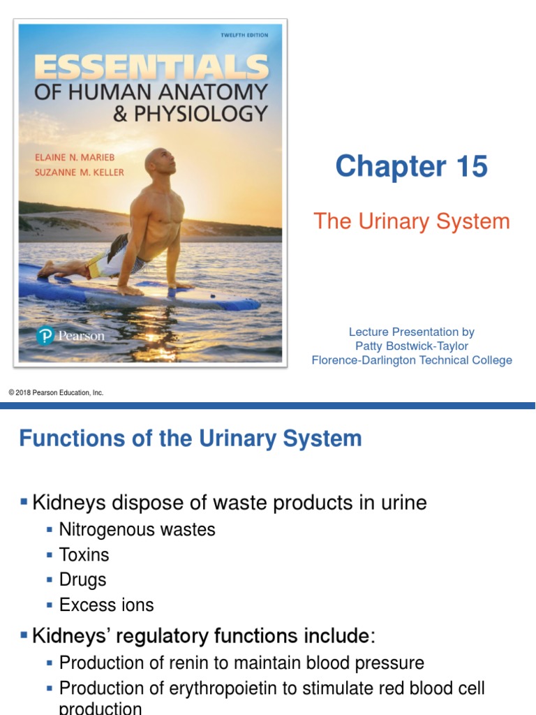 CH 15 Excretory-System | PDF | Urinary Bladder | Kidney