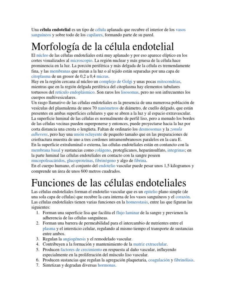Celula Endotelial | PDF | Endotelio | Anatomía