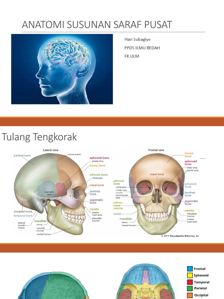 Anatomi Susunan Saraf Pusat | PDF