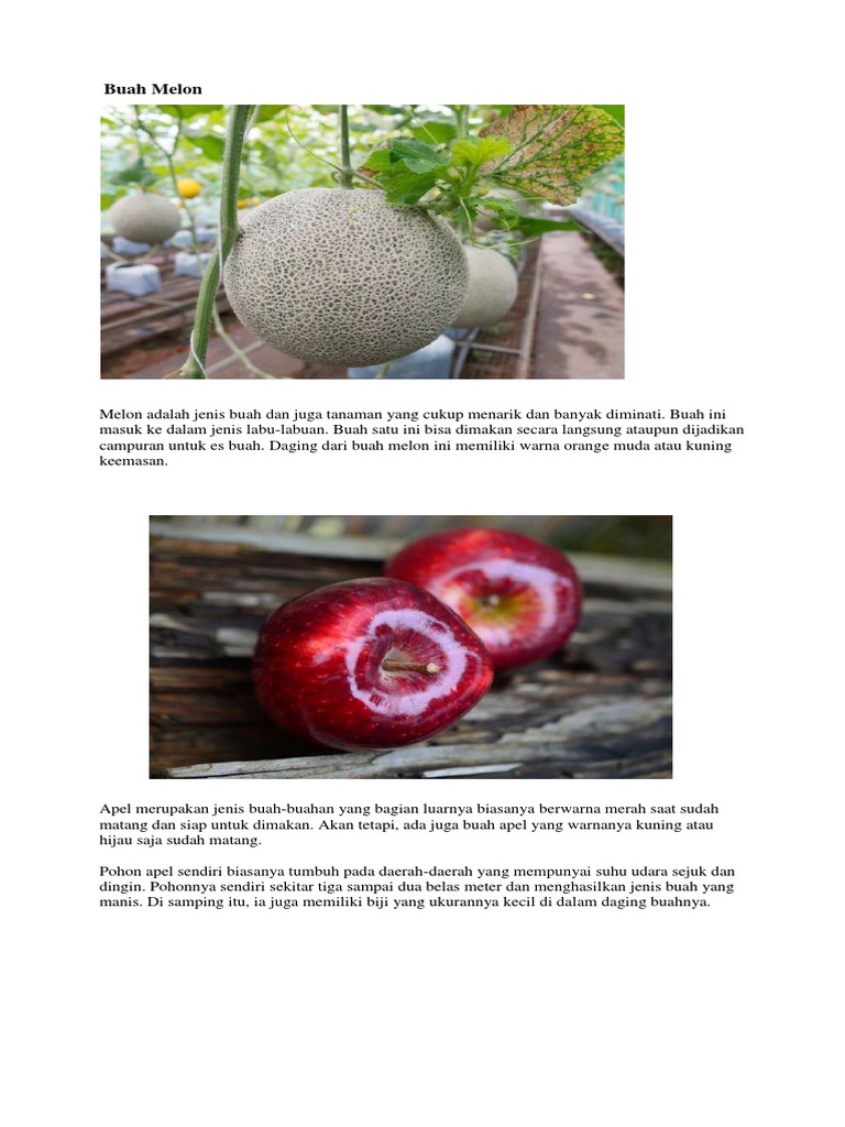 Buah Melon | PDF