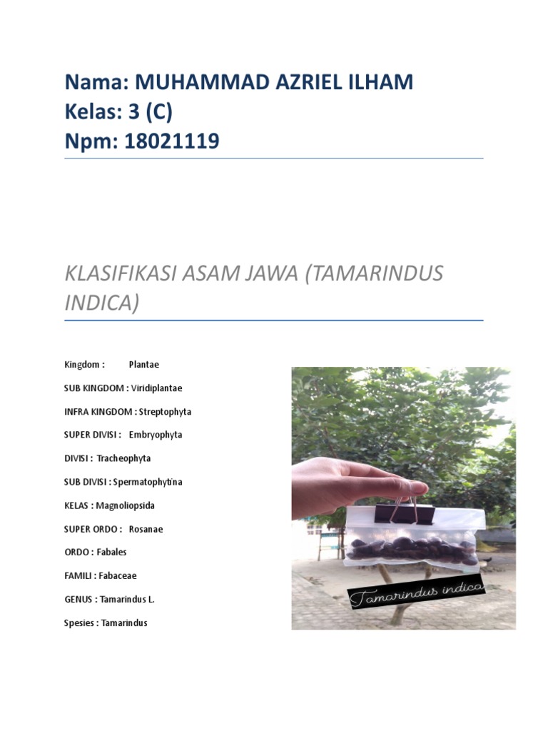 Klasifikasi (Asam Jawa) M.azriel Ilham | PDF
