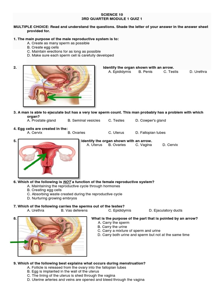 Remedial QUIZ | PDF | Menstrual Cycle | Reproductive System