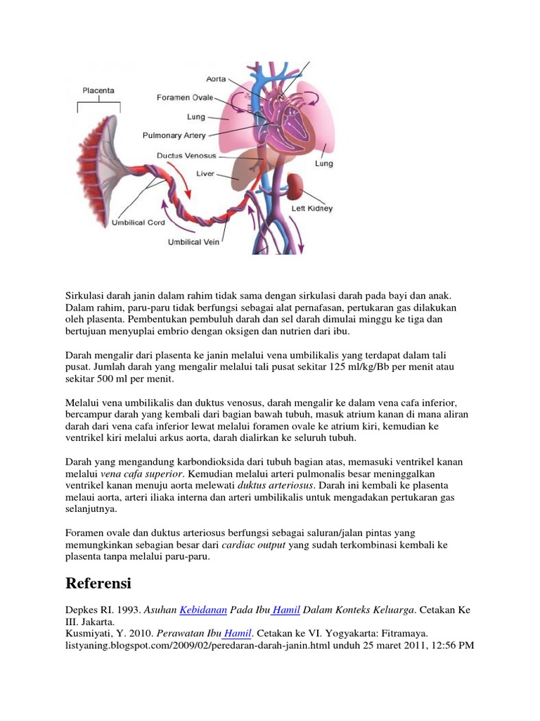 Sirkulasi Darah Janin dalam Rahim | PDF
