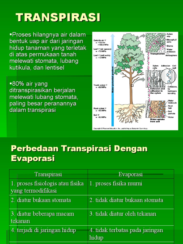 TRANSPIRASI | PDF