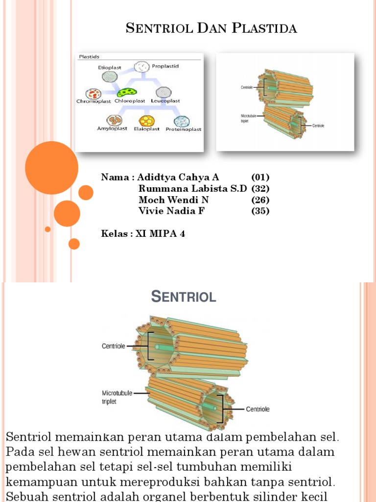 Sentriol Dan Plastida | PDF