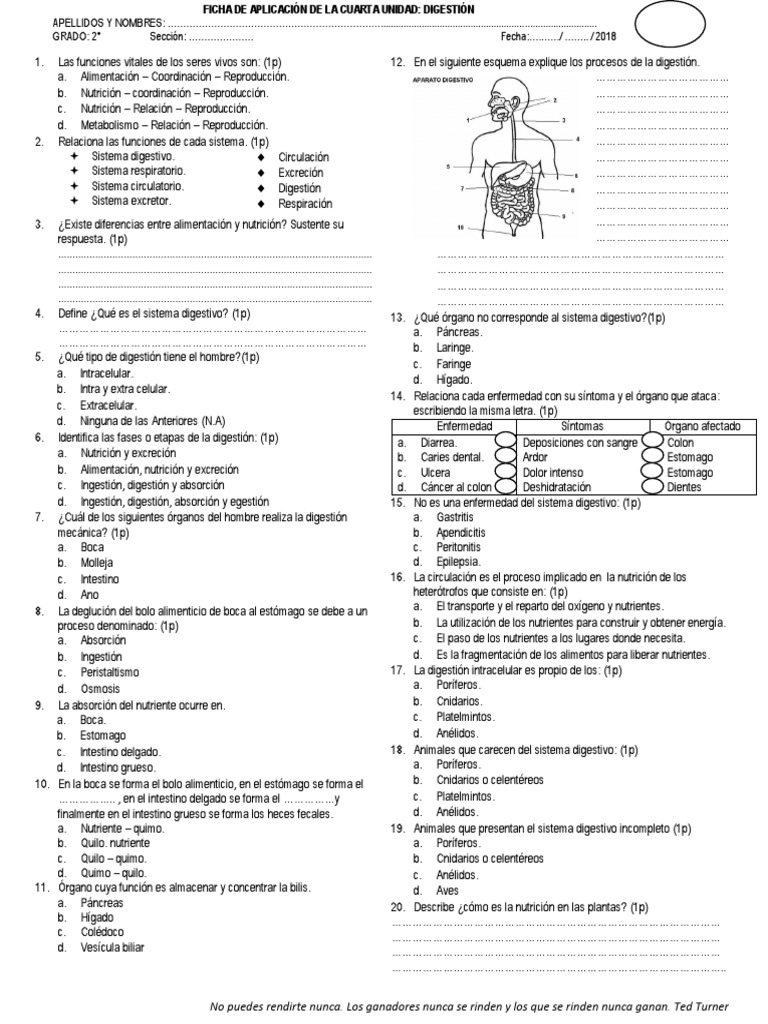 Hojas De Trabajo Del Sistema Digestivo En Formato Pdf Aparato