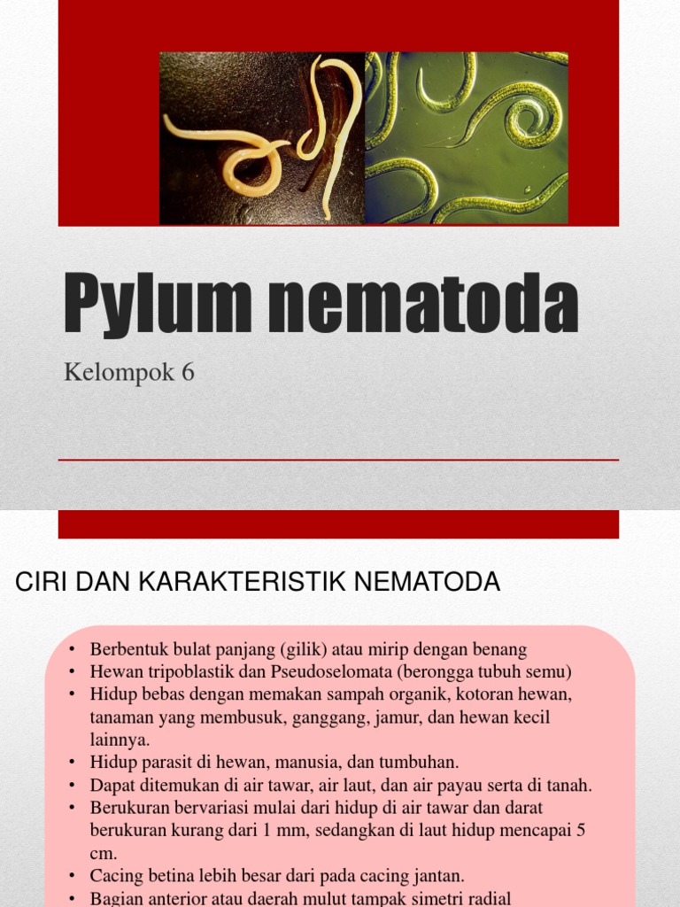 Pylum Nematoda PPT KEL 6 | PDF