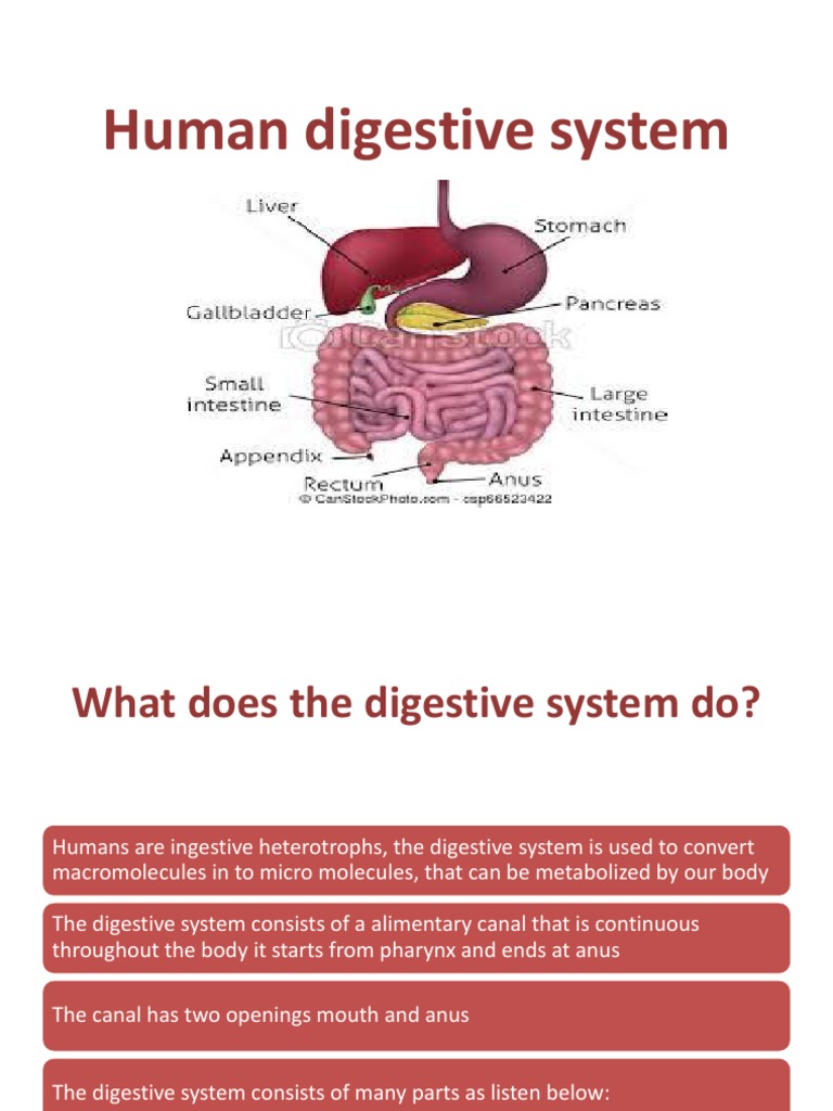 Human Digestive System | PDF | Human Digestive System | Digestion