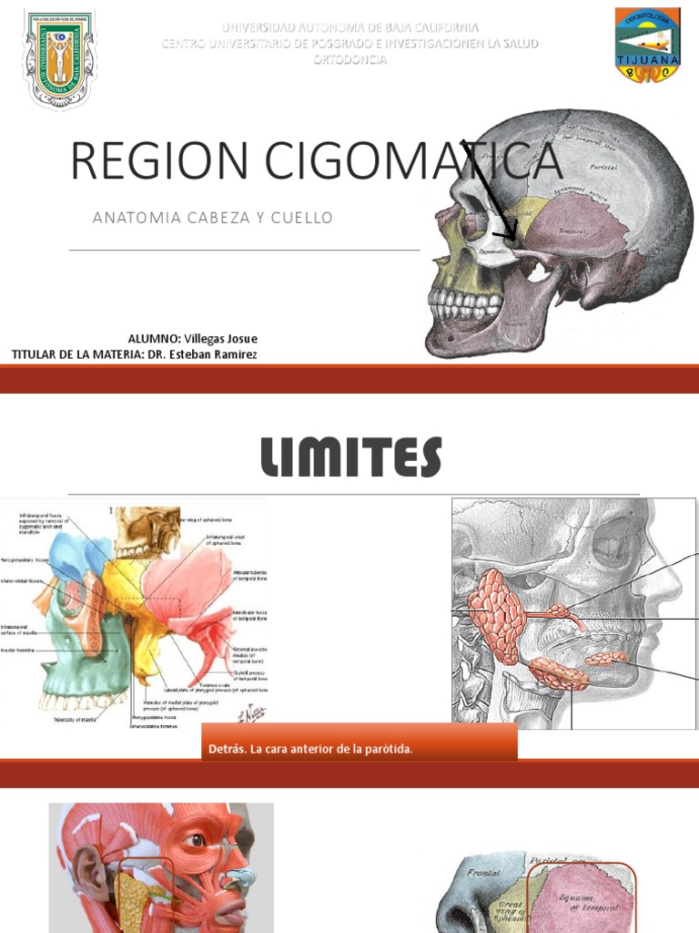 Region Cigomatica | PDF | Anatomia animal | Sistema esquelético